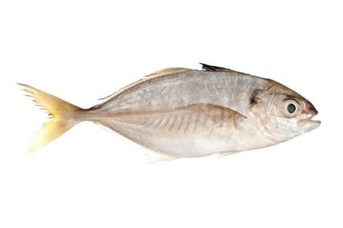 Buy Fish and Seafood Wholesale Prices — YORSO